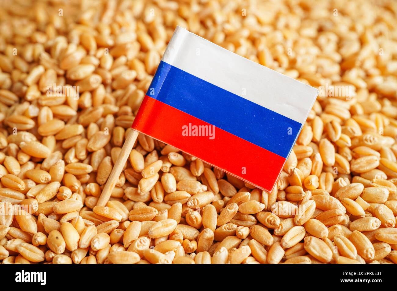 Russia on grain wheat, trade export and economy concept Stock Photo - Alamy