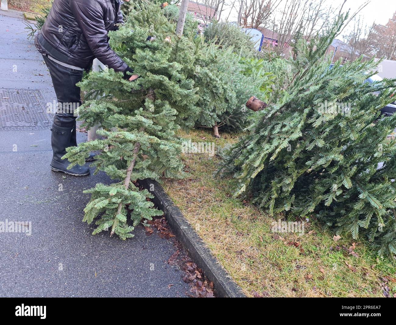 Christmas tree is dumped on a square in the city Stock Photo - Alamy