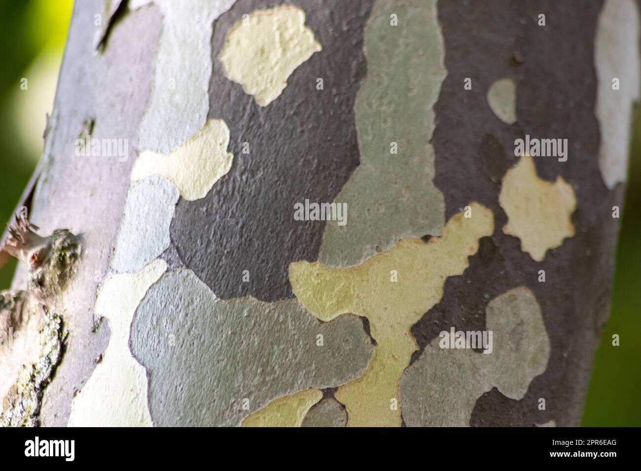 Tree bark with fine natural structures and patina of rough tree bark as ...