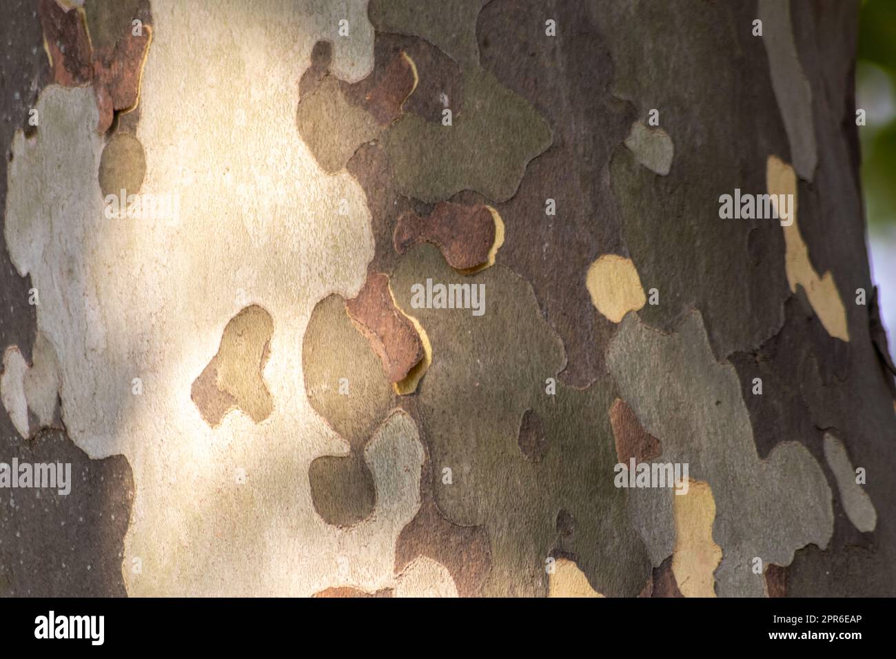 Tree bark with fine natural structures and patina of rough tree bark as ...