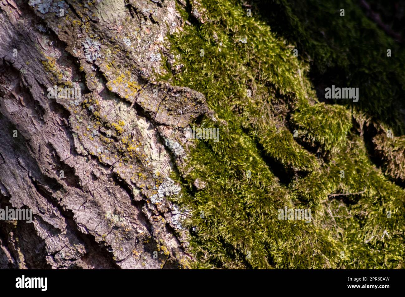 Tree bark with fine natural structures and patina of rough tree bark as ...