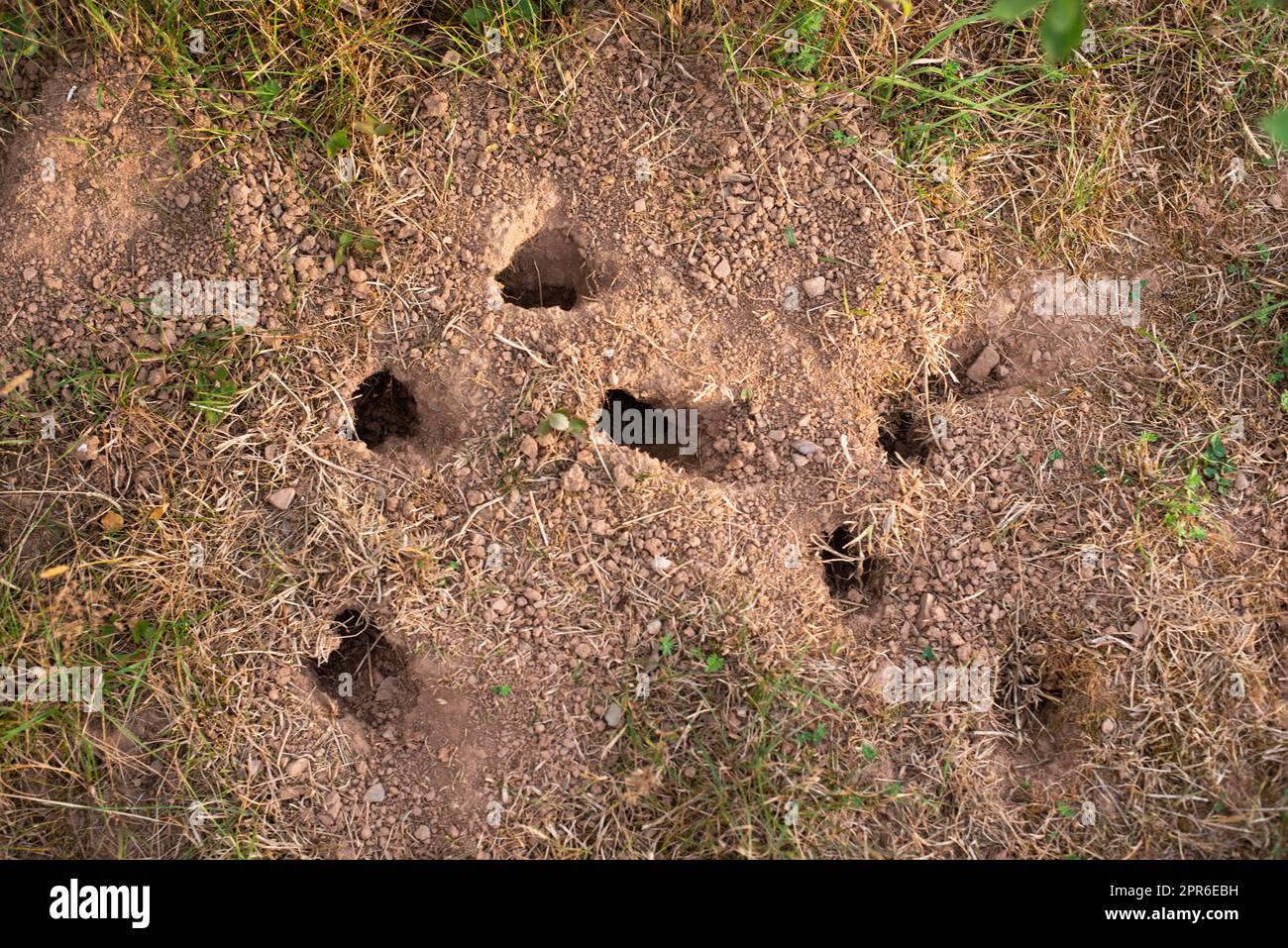 Many small mice holes in the ground, animal habitat in the grassland ...