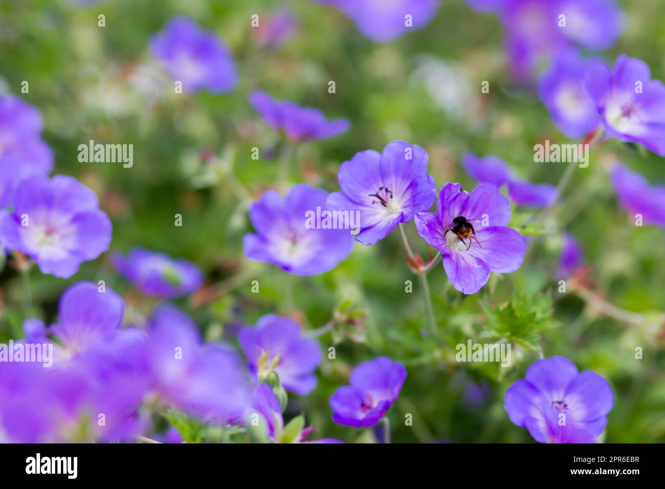 Geranium magnificum hi-res stock photography and images - Alamy