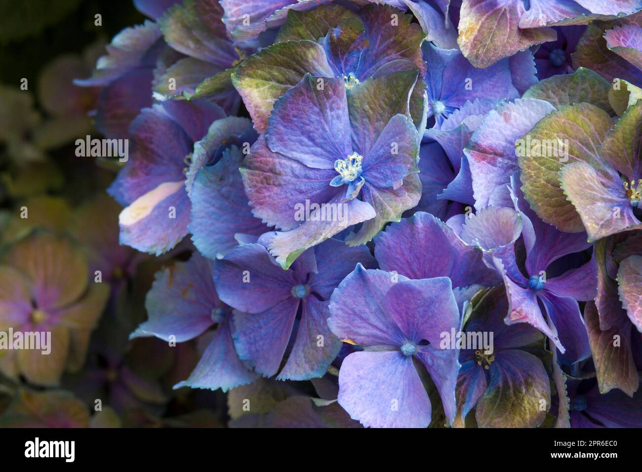 blue hydrangea flower background - macro image Stock Photo - Alamy