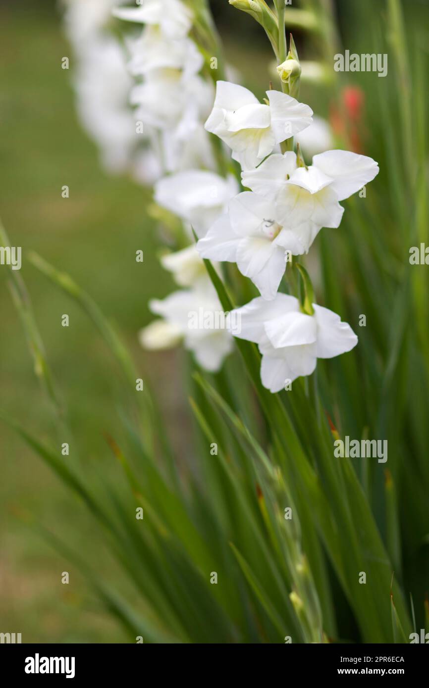 White gladiolus hi-res stock photography and images - Alamy