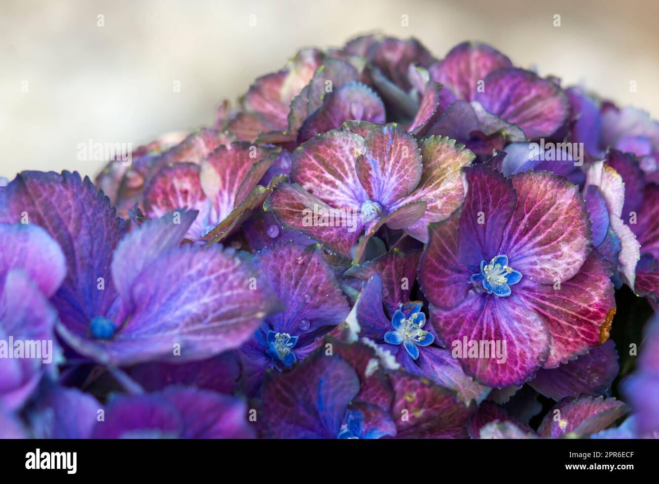 colorful hydrangea flower background - macro image Stock Photo - Alamy