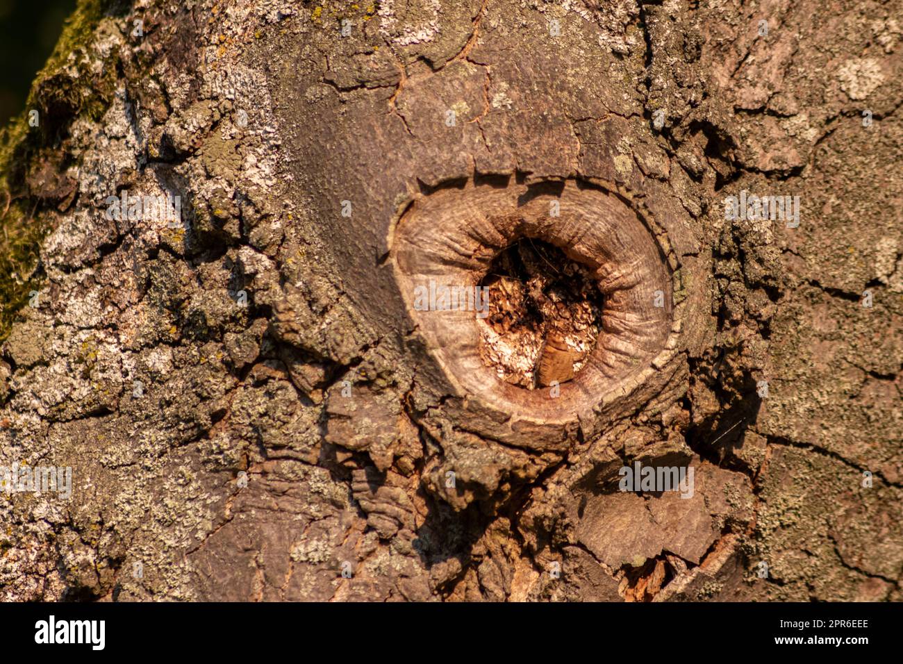 Tree bark with fine natural structures and patina of rough tree bark as ...