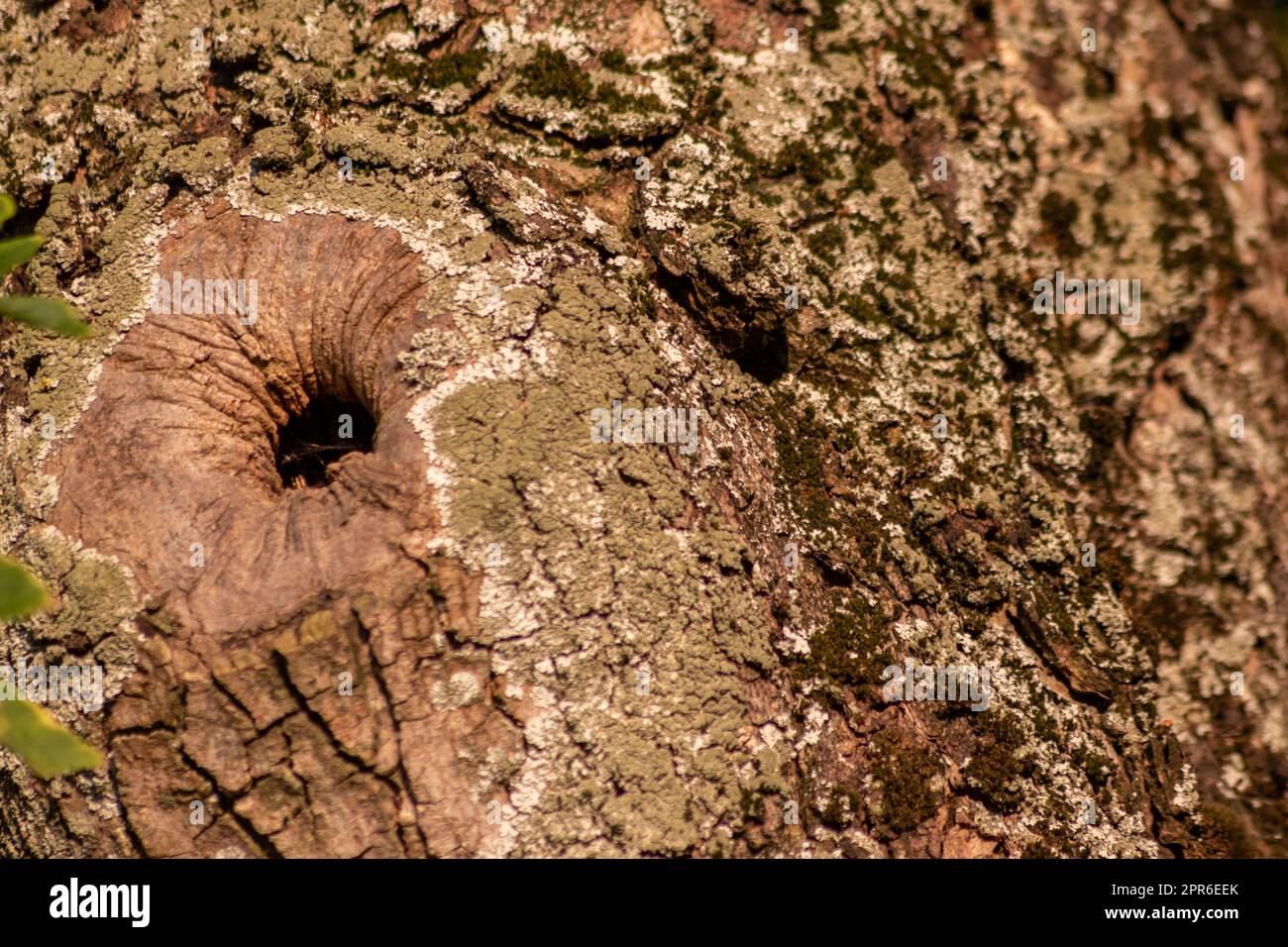 Tree bark with fine natural structures and patina of rough tree bark as ...