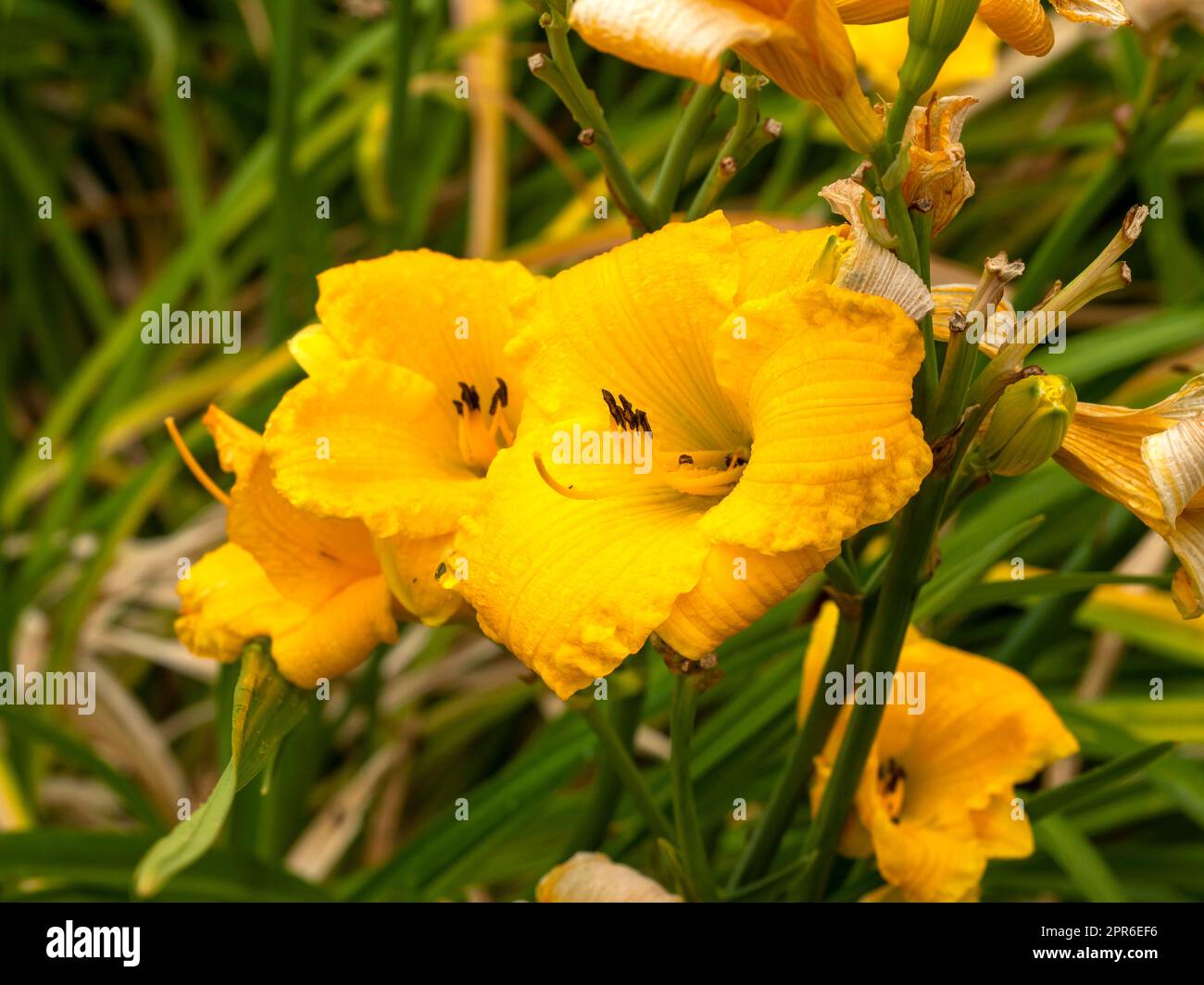 Yellow Hemerocallis daylily variety Bakabana flowering in a garden ...