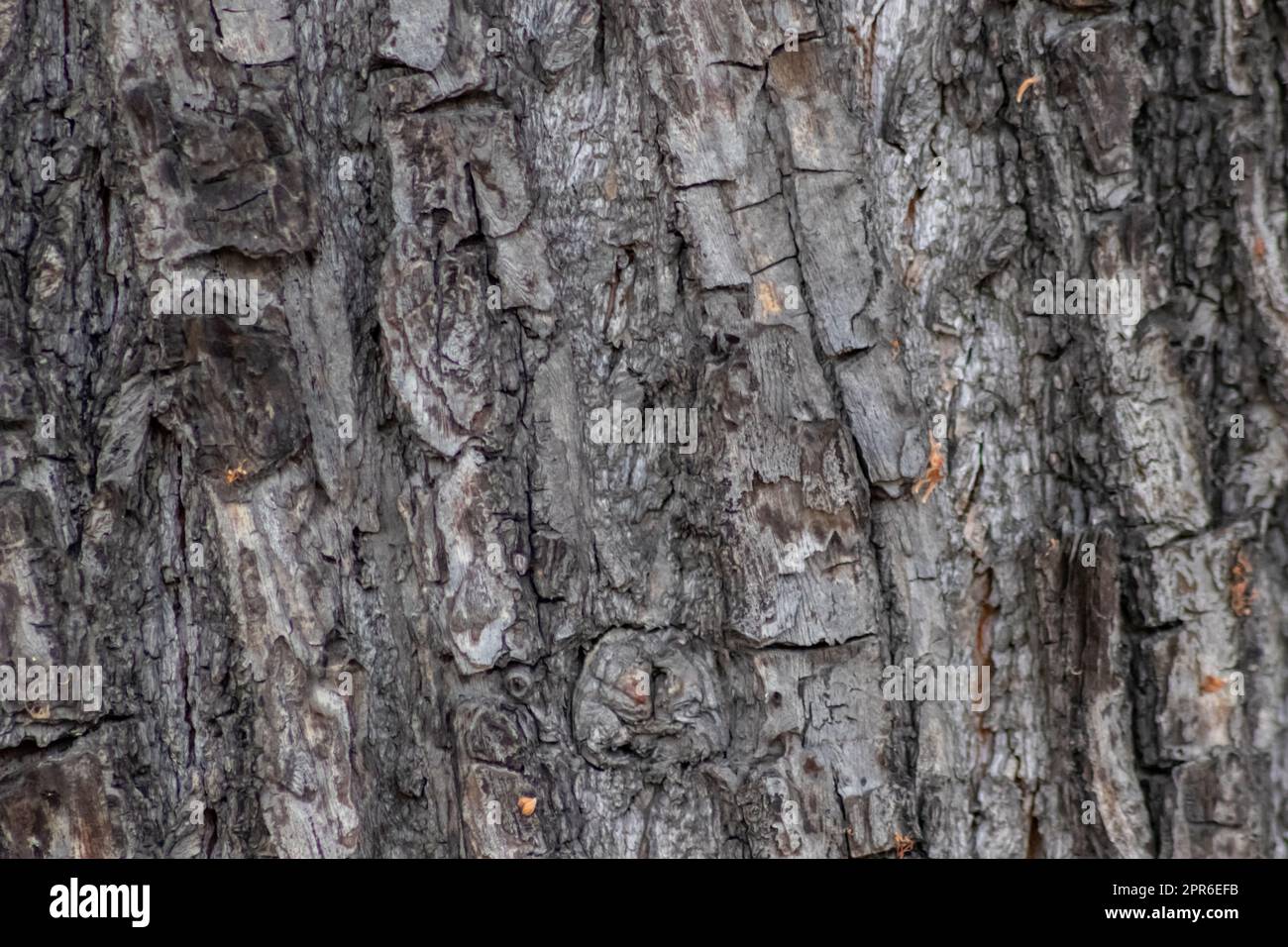 Tree bark with fine natural structures and patina of rough tree bark as ...