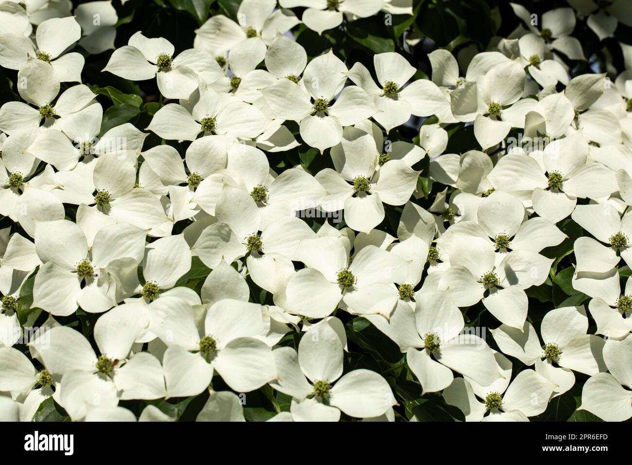 Cornus kousa bush hi-res stock photography and images - Alamy