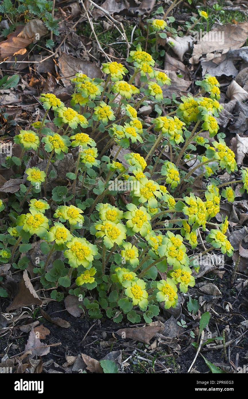 Golden saxifrage hi-res stock photography and images - Alamy