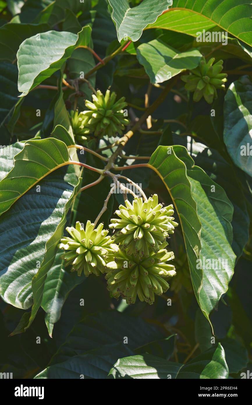 Camptotheca acuminata hi-res stock photography and images - Alamy