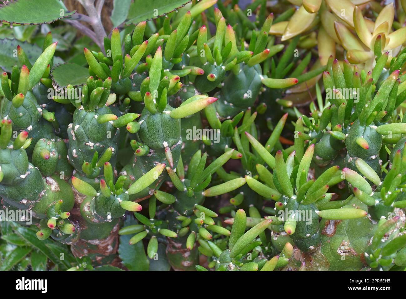 Close-up image of Eve's pin plant Stock Photo - Alamy