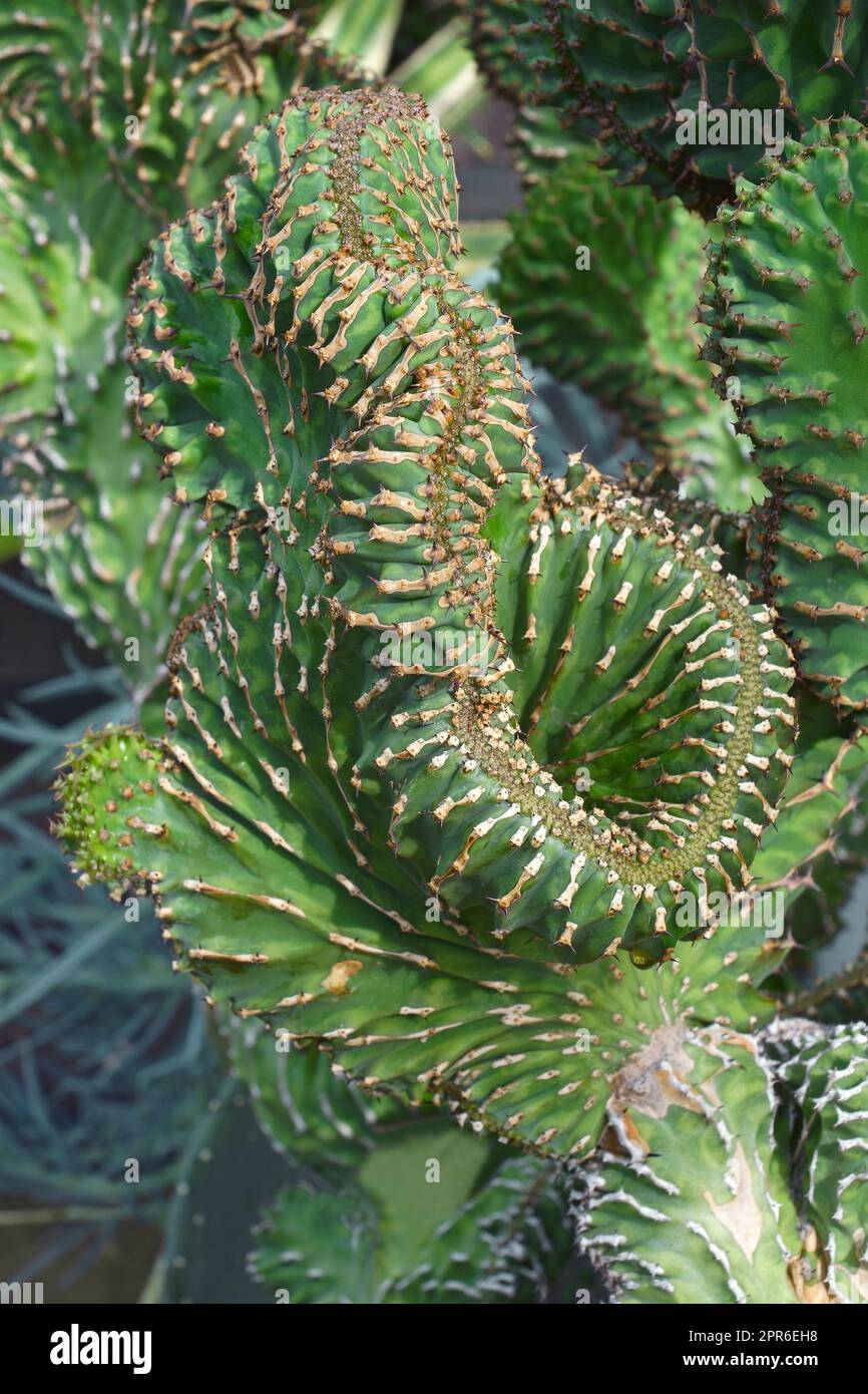 Euphorbia lactea cactus hi-res stock photography and images - Alamy