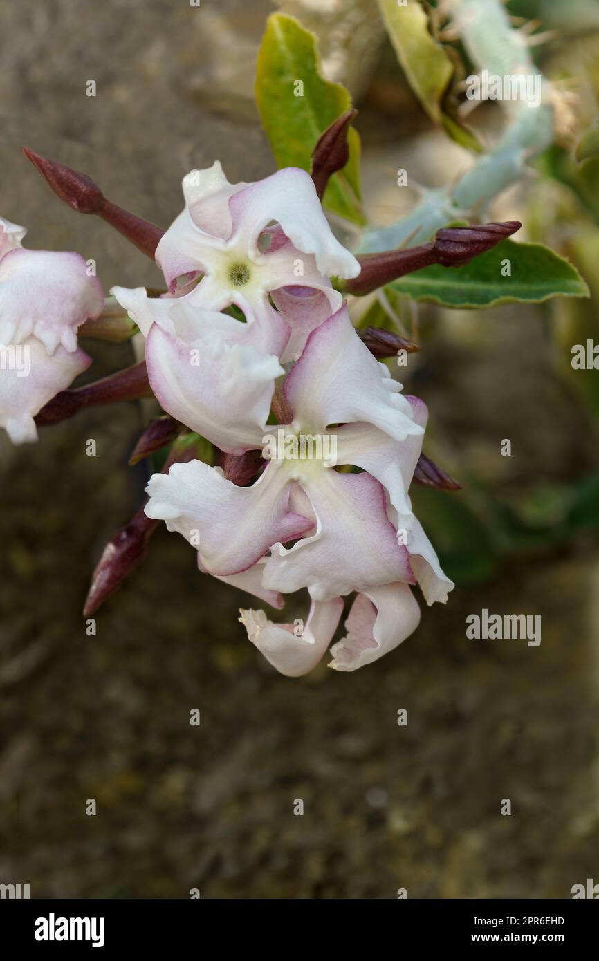 Close-up image of Kudu lily flower Stock Photo - Alamy