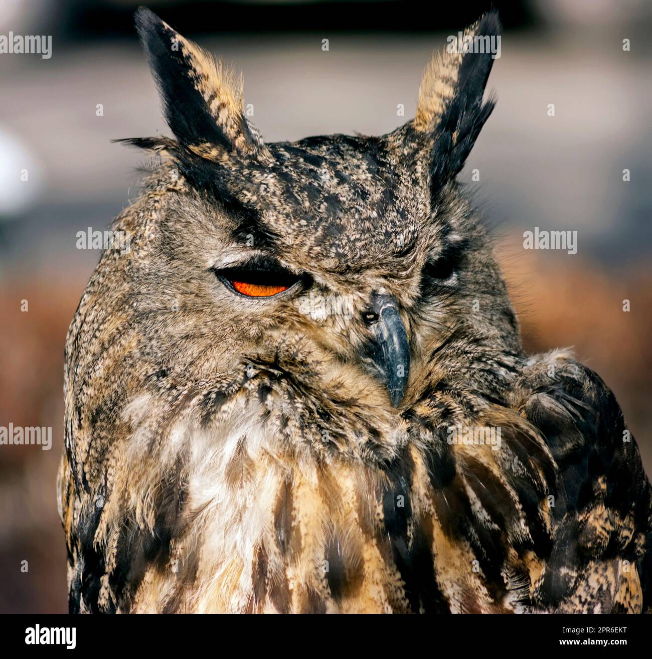 Old owl hi-res stock photography and images - Alamy