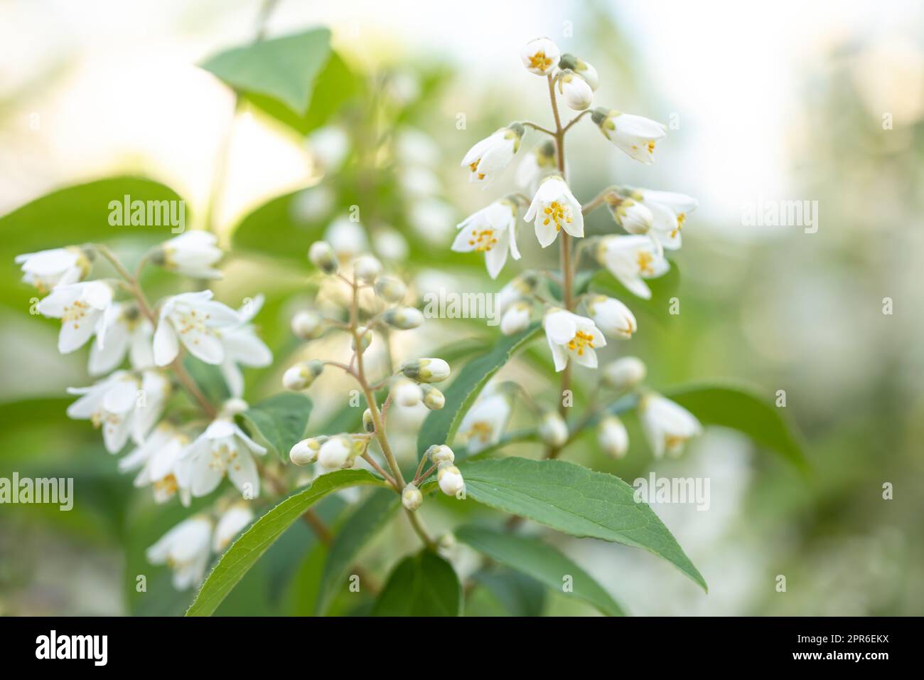 Deutzia garden hi-res stock photography and images - Alamy