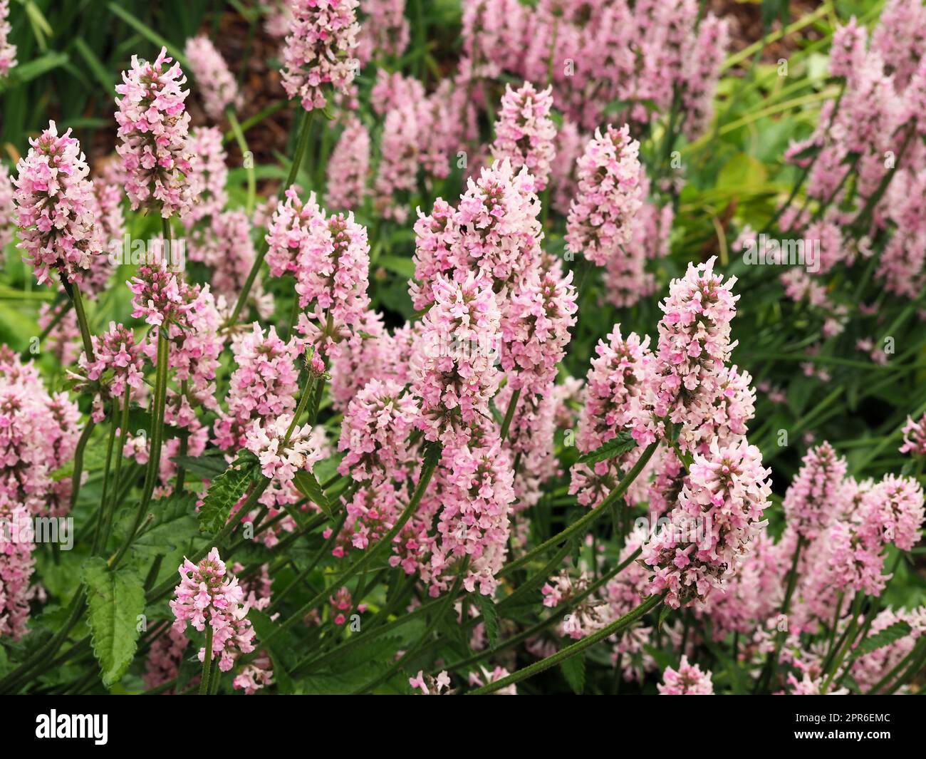 Stachys officinalis ‘rosea’ hi-res stock photography and images - Alamy
