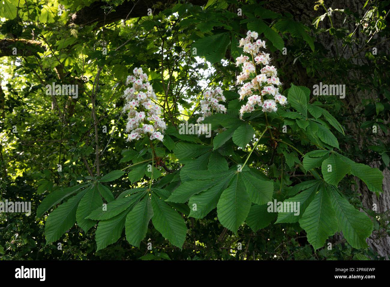 Blooming flower chestnut tree hi-res stock photography and images - Alamy