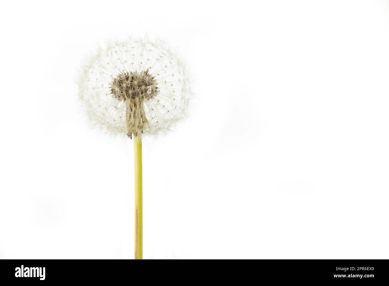 Delicate dandelion seeds, macro shot Stock Photo - Alamy