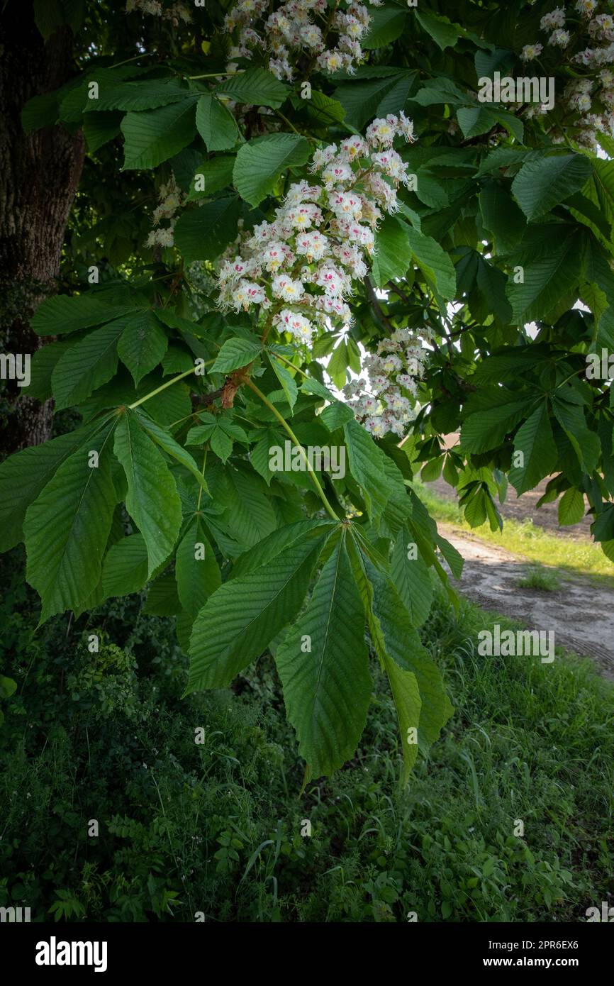 Blooming chestnut tree hi-res stock photography and images - Alamy