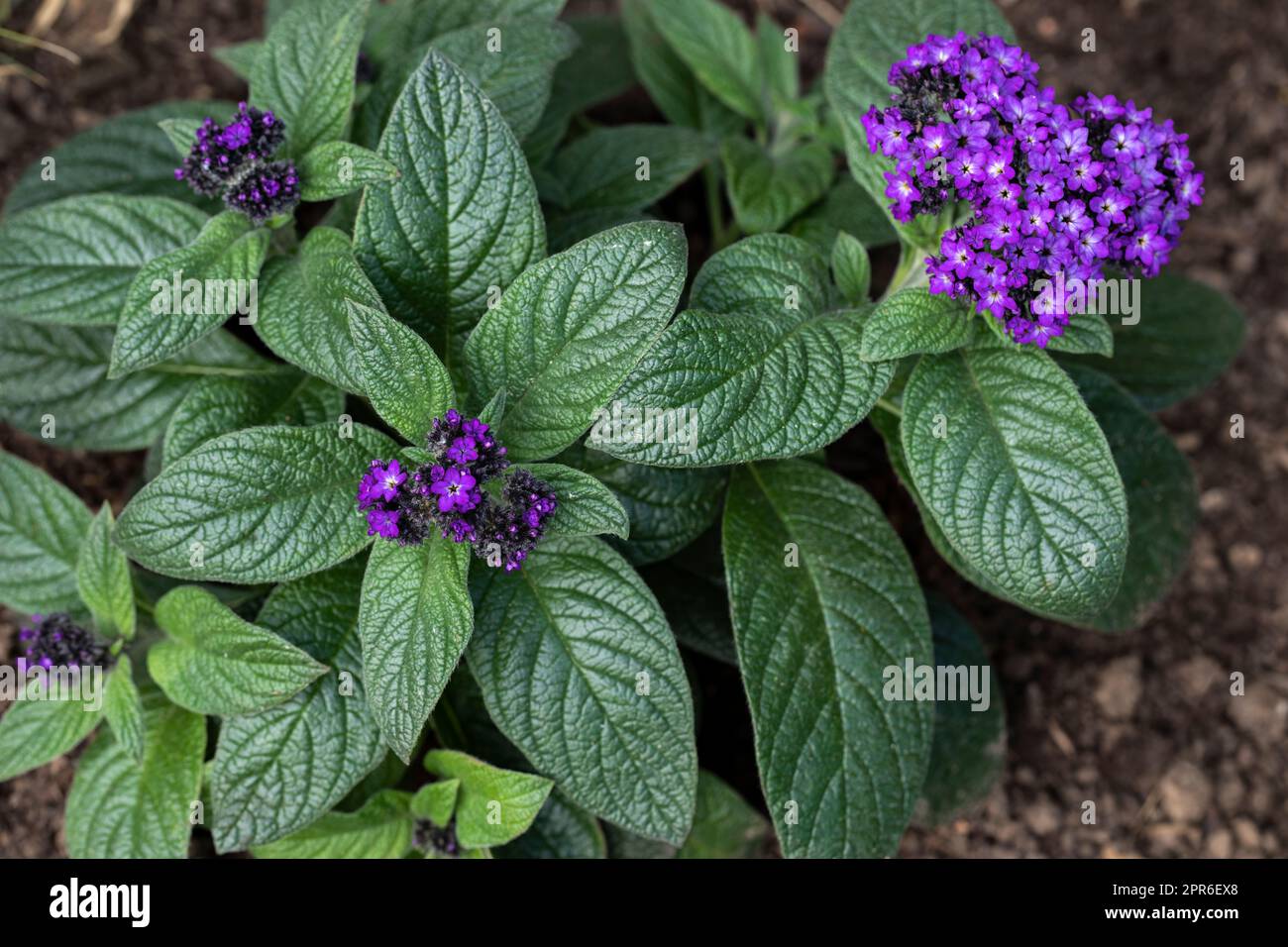 Heliotropium arborescens flower in a garden Stock Photo - Alamy