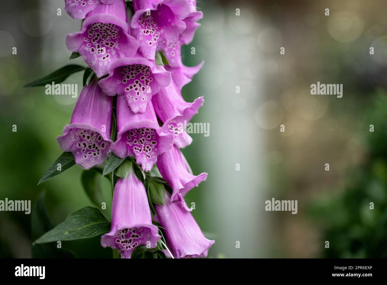Blooming Digitalis plant in a garden Stock Photo - Alamy