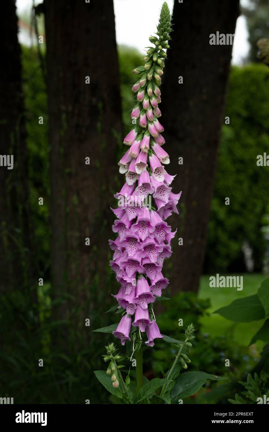 Digitalis leaf hi-res stock photography and images - Alamy