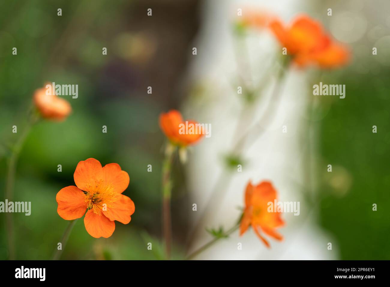 Geum heldreichii sigiswang flower in a garden Stock Photo - Alamy