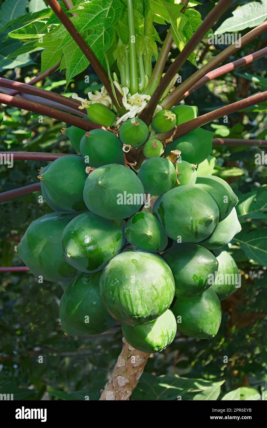 Close-up image of Papaya tree with fruits Stock Photo - Alamy