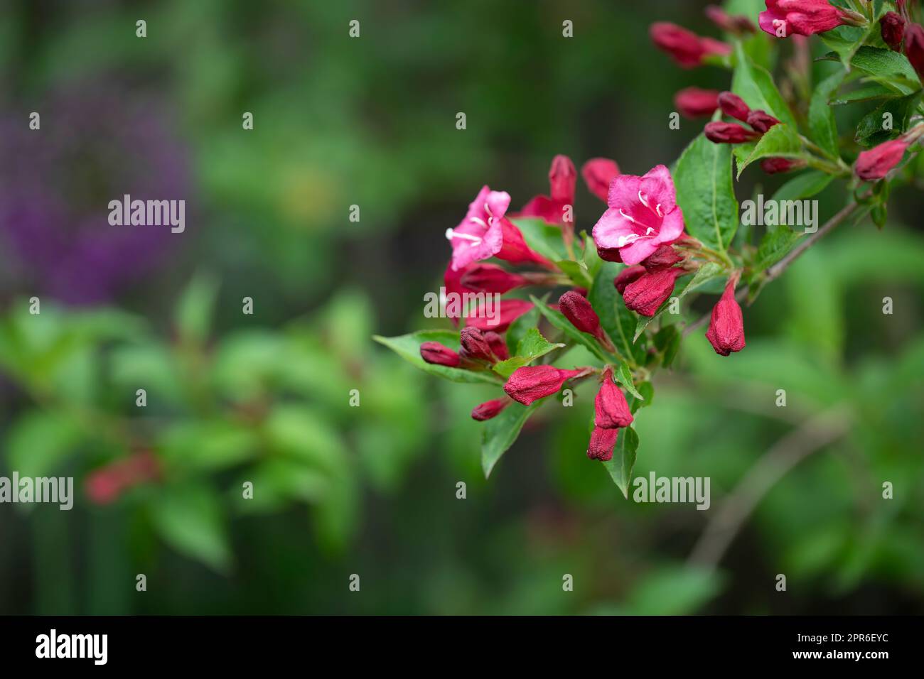 Blomming Weigela bush in the garden Stock Photo - Alamy