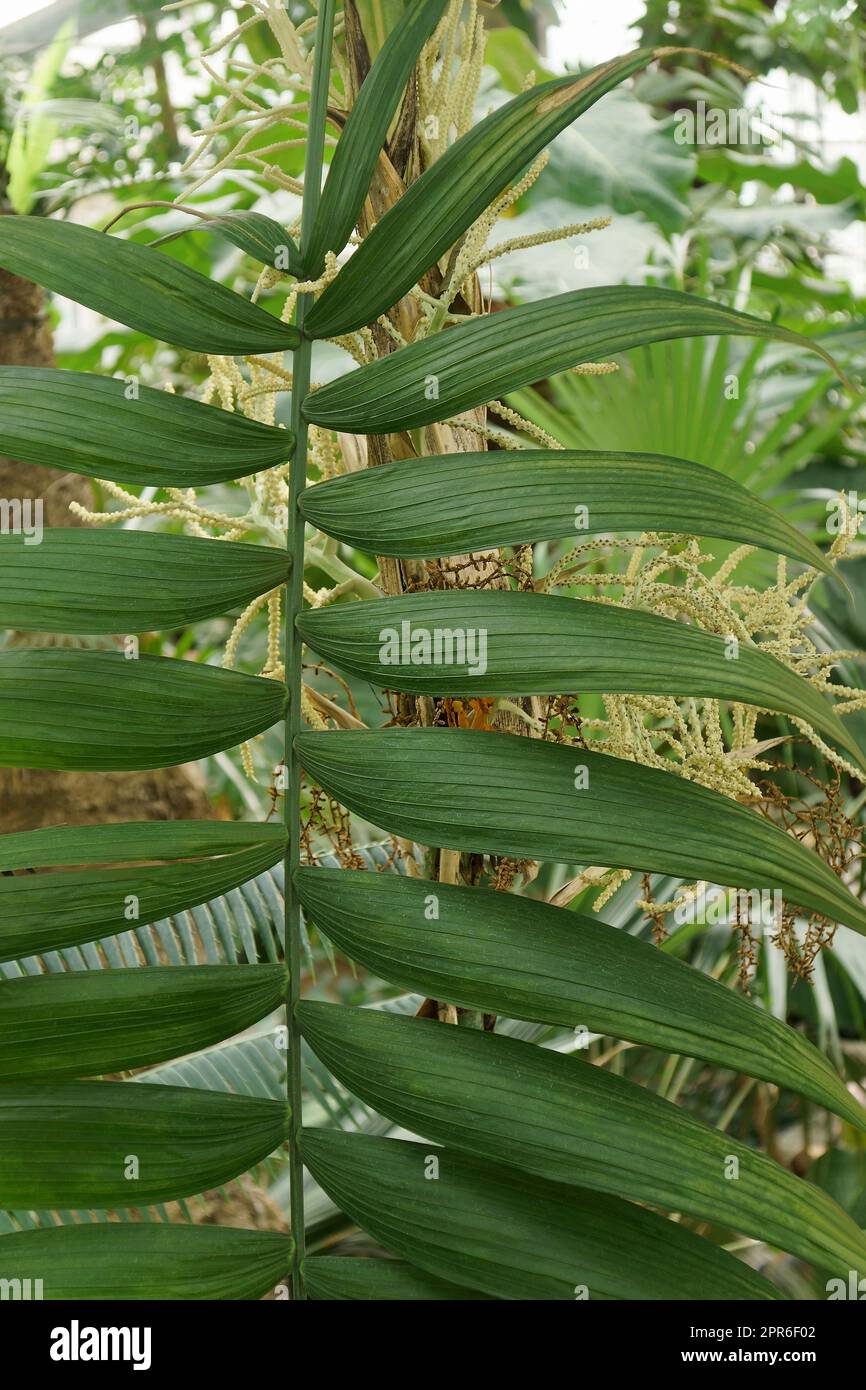 Pacaya palm (Chamaedorea tepejilote Stock Photo - Alamy