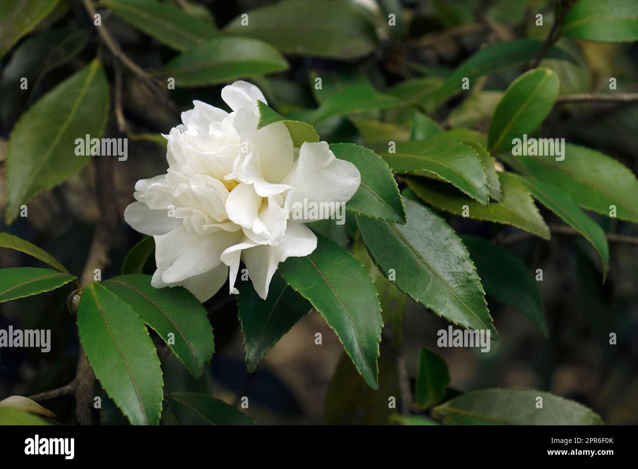 Snow flurry flower hi-res stock photography and images - Alamy