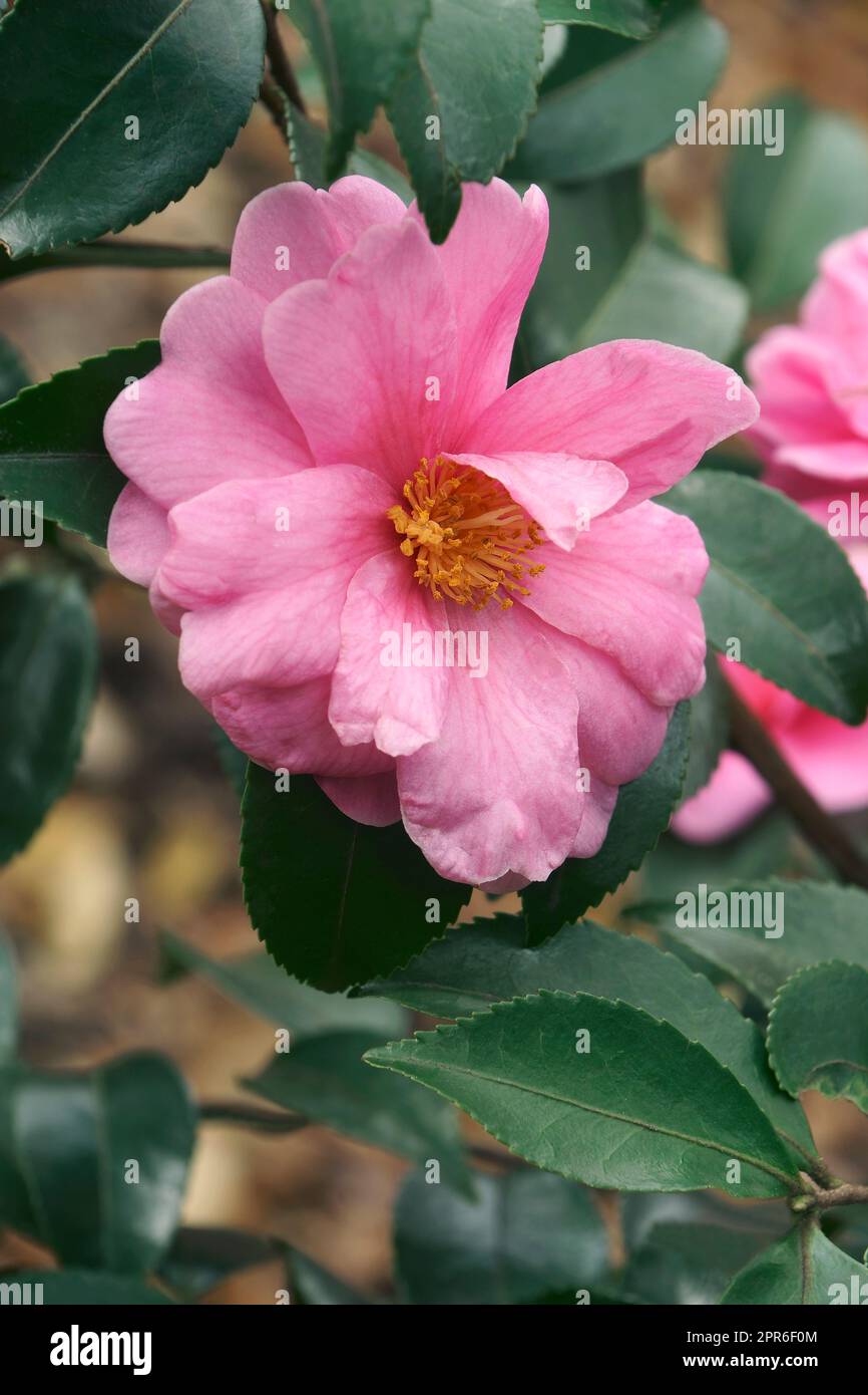 Close-up image of Winter's Joy camellia flower Stock Photo - Alamy