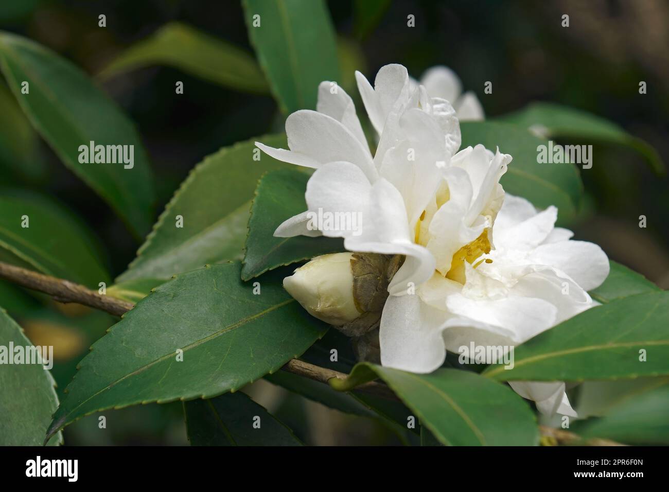 Snow flury hi-res stock photography and images - Alamy