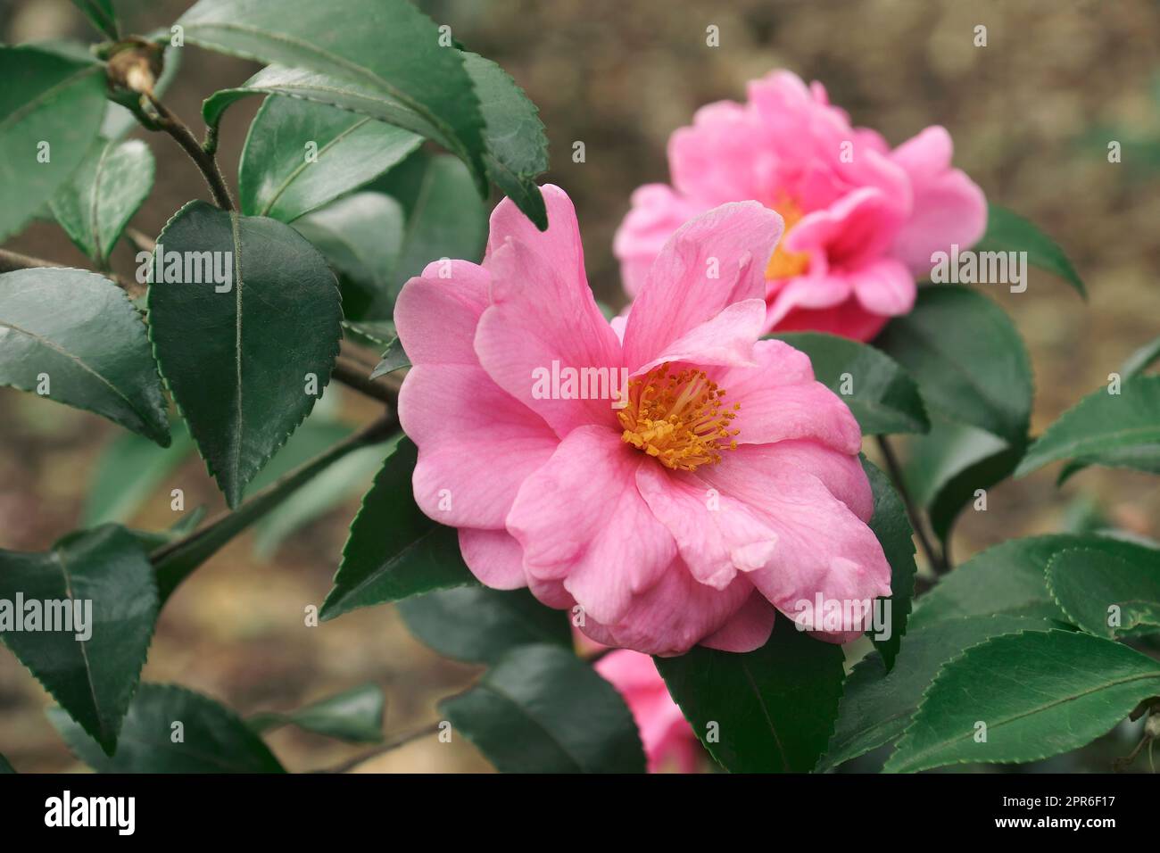 Close-up image of Winter's Joy camellia flower Stock Photo - Alamy