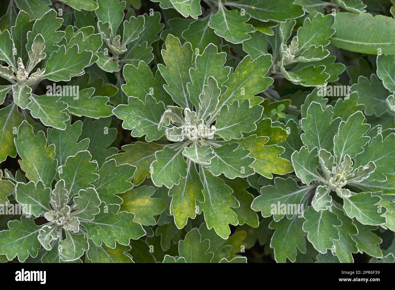 Chrysanthemum plants hi-res stock photography and images - Alamy