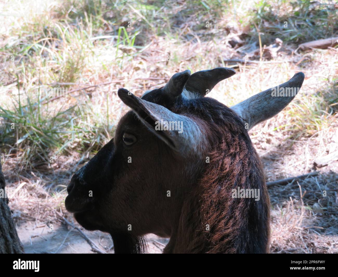 beautiful goat domestic animal farm milk cheese horns Stock Photo - Alamy