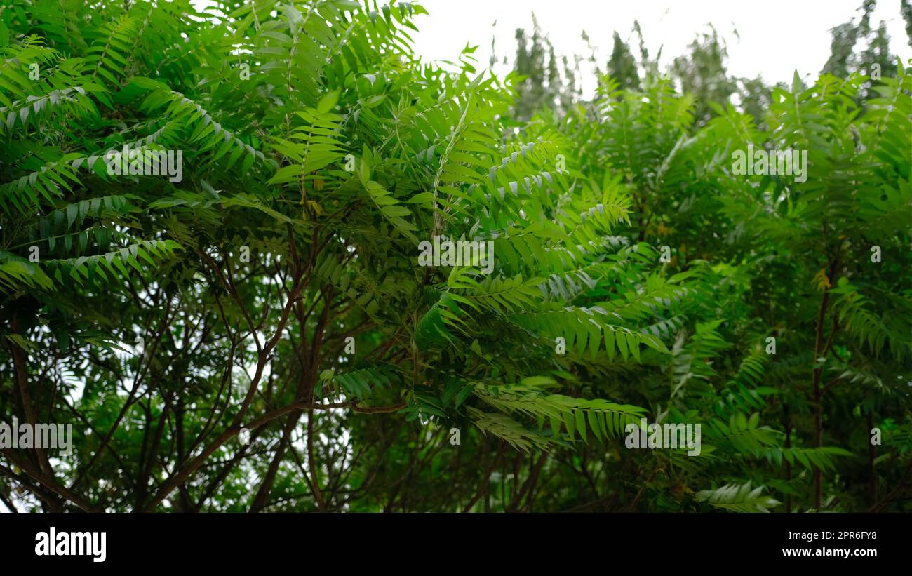 Tropical Background green tree shaking by the wind on a white ...