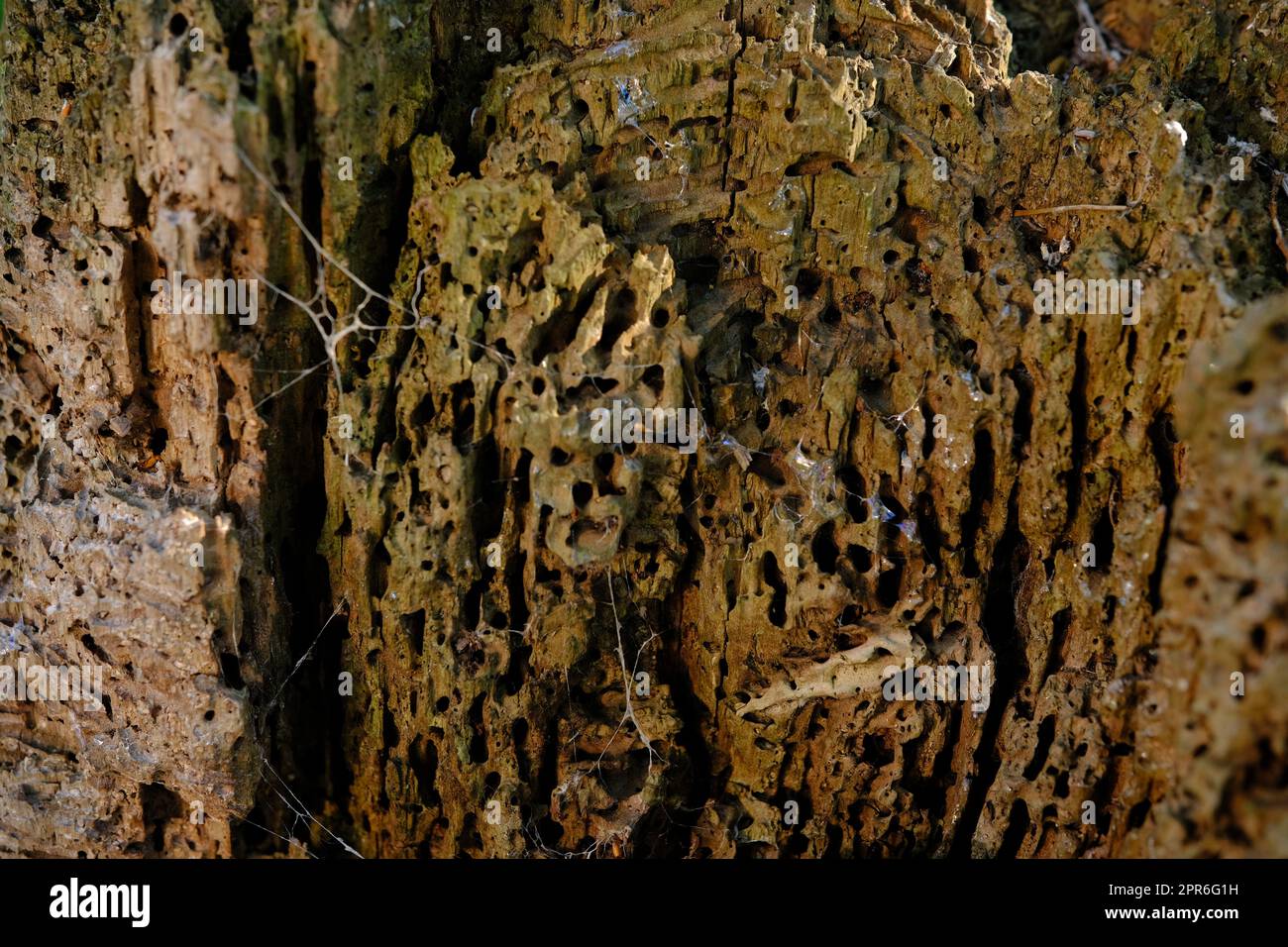 Termite eaten wood closeup in summer forest with traces from slug Stock ...