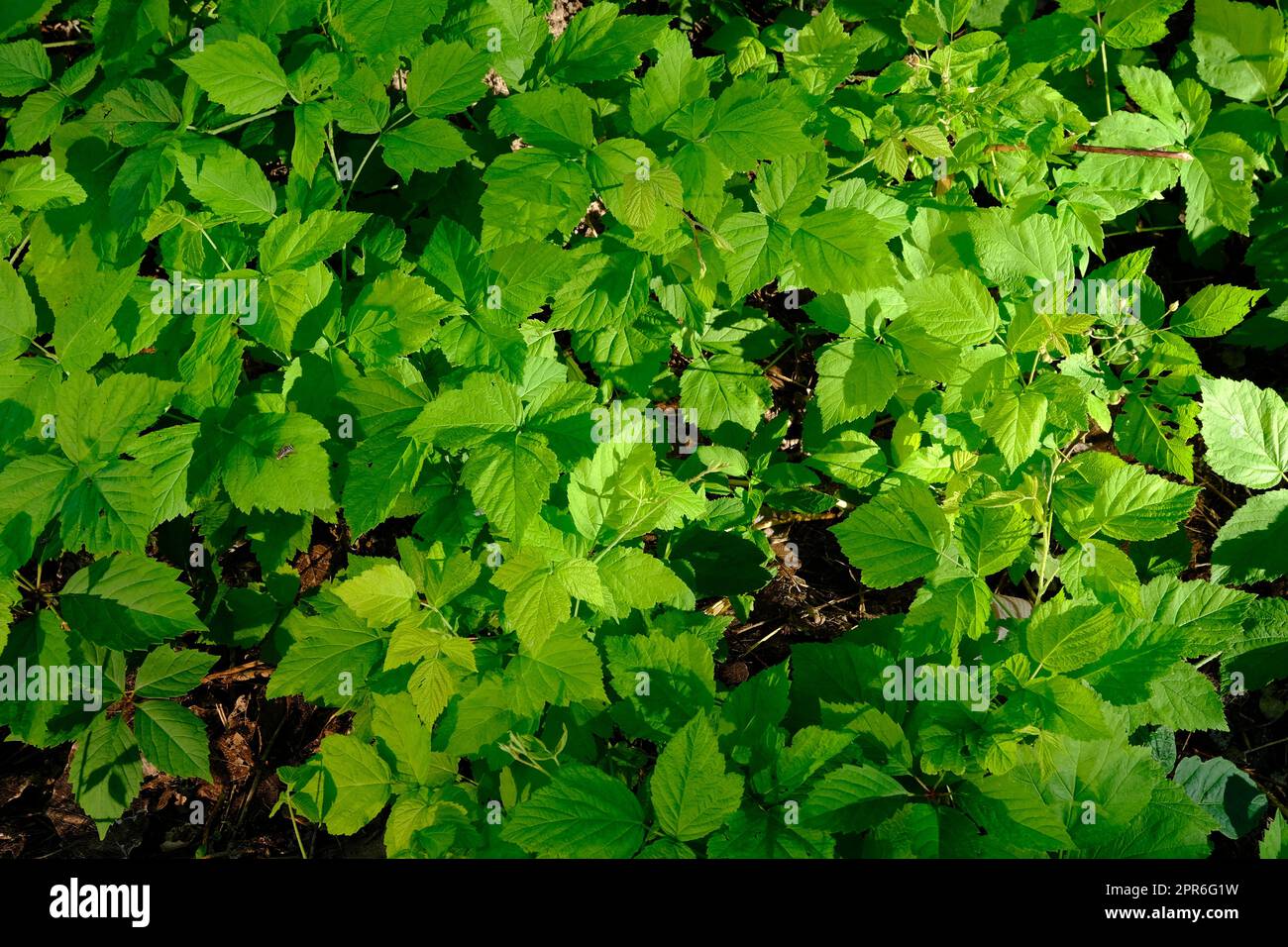 Dew and Green leaves background. Green leaves color dark tone after ...