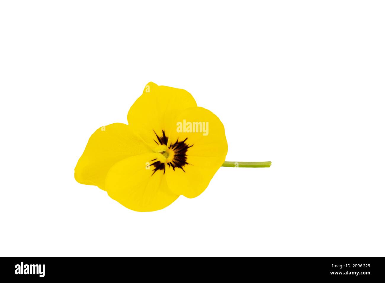 Viola cornuta isolated on white background Stock Photo - Alamy