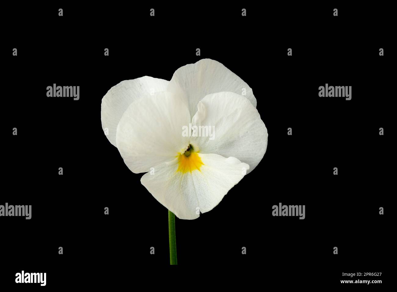 White viola cornuta flower isolated on black background Stock Photo - Alamy