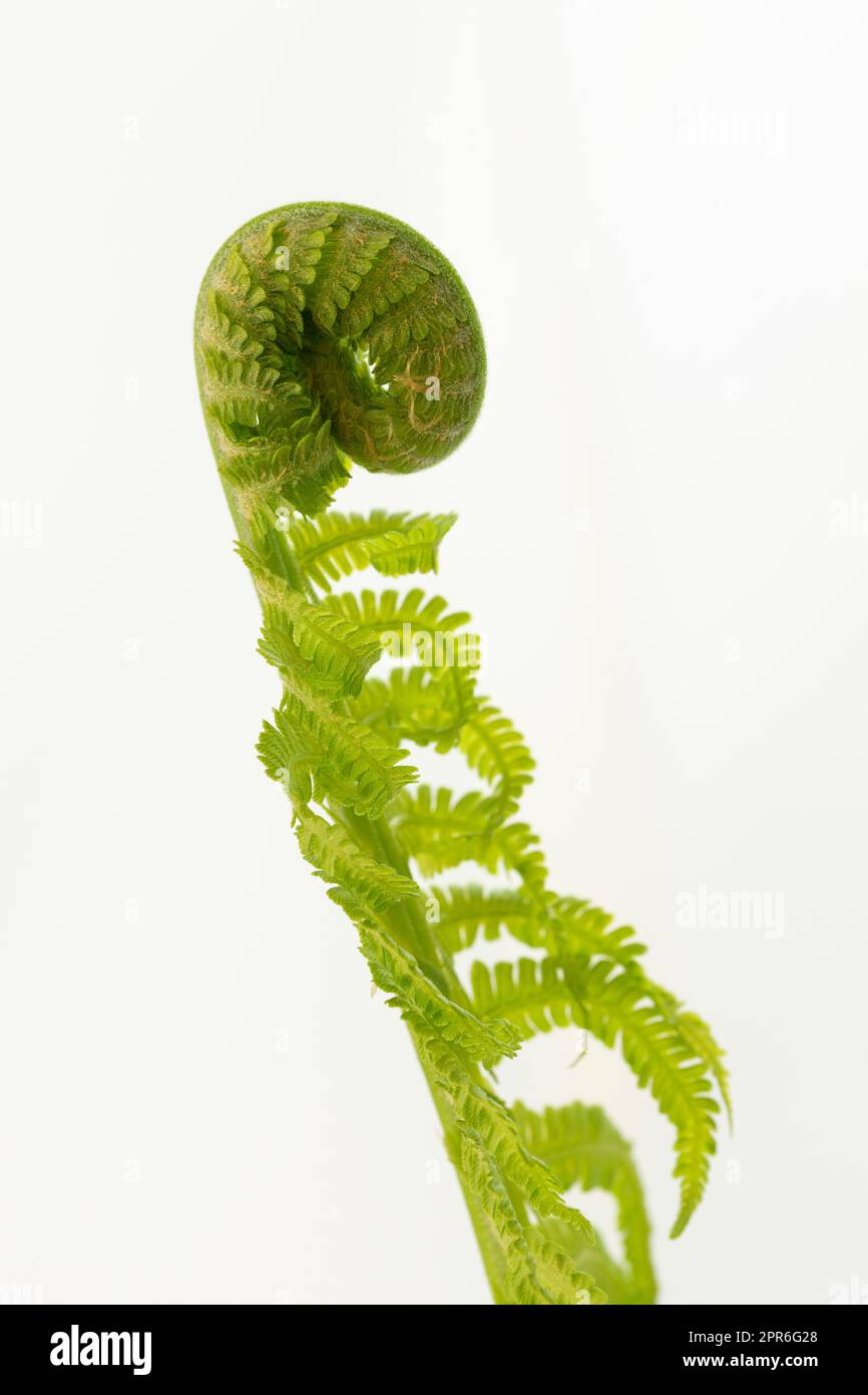 With young fern hi-res stock photography and images - Alamy