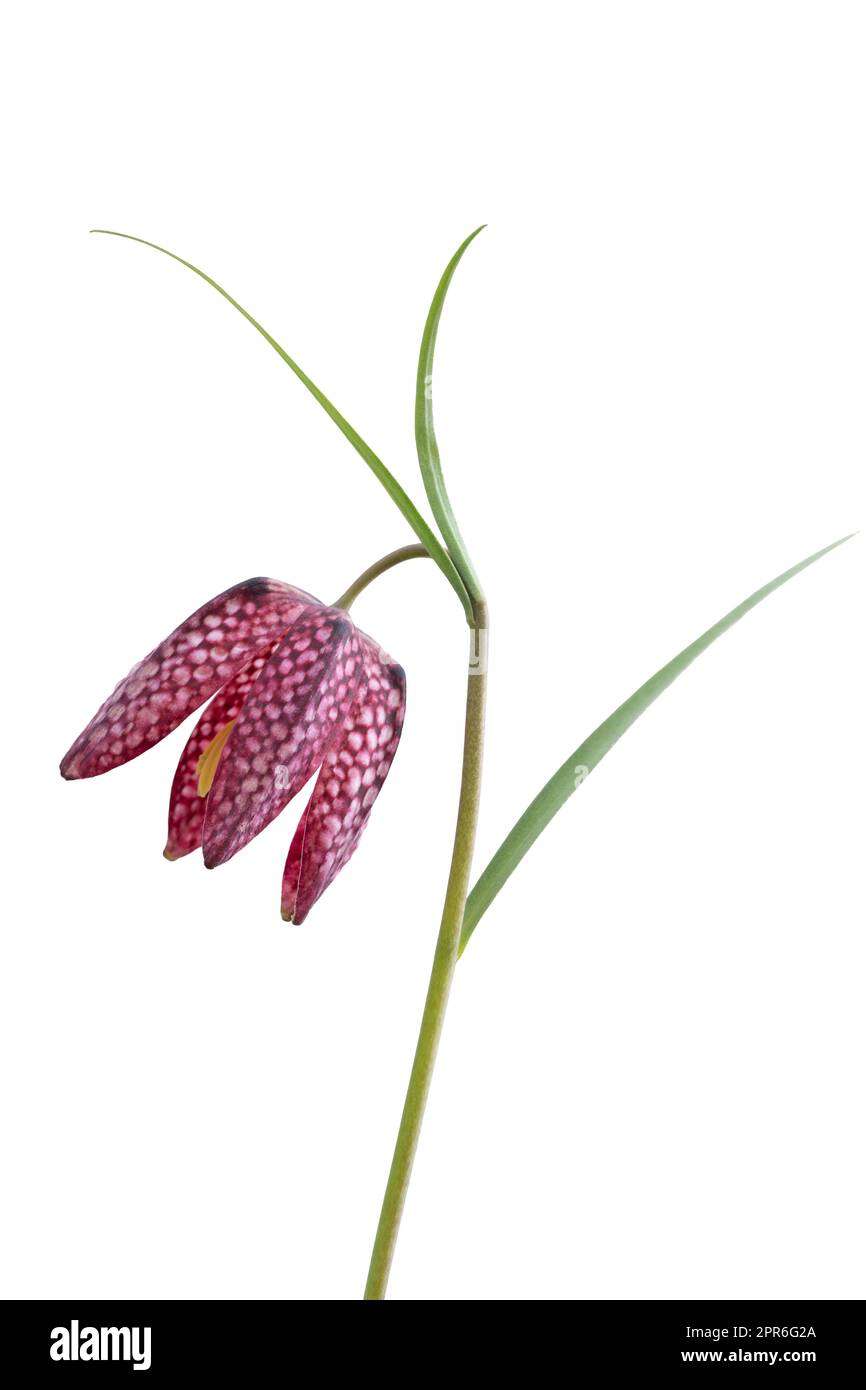 Checkered lily (Fritillaria meleagris) flower on white background Stock ...