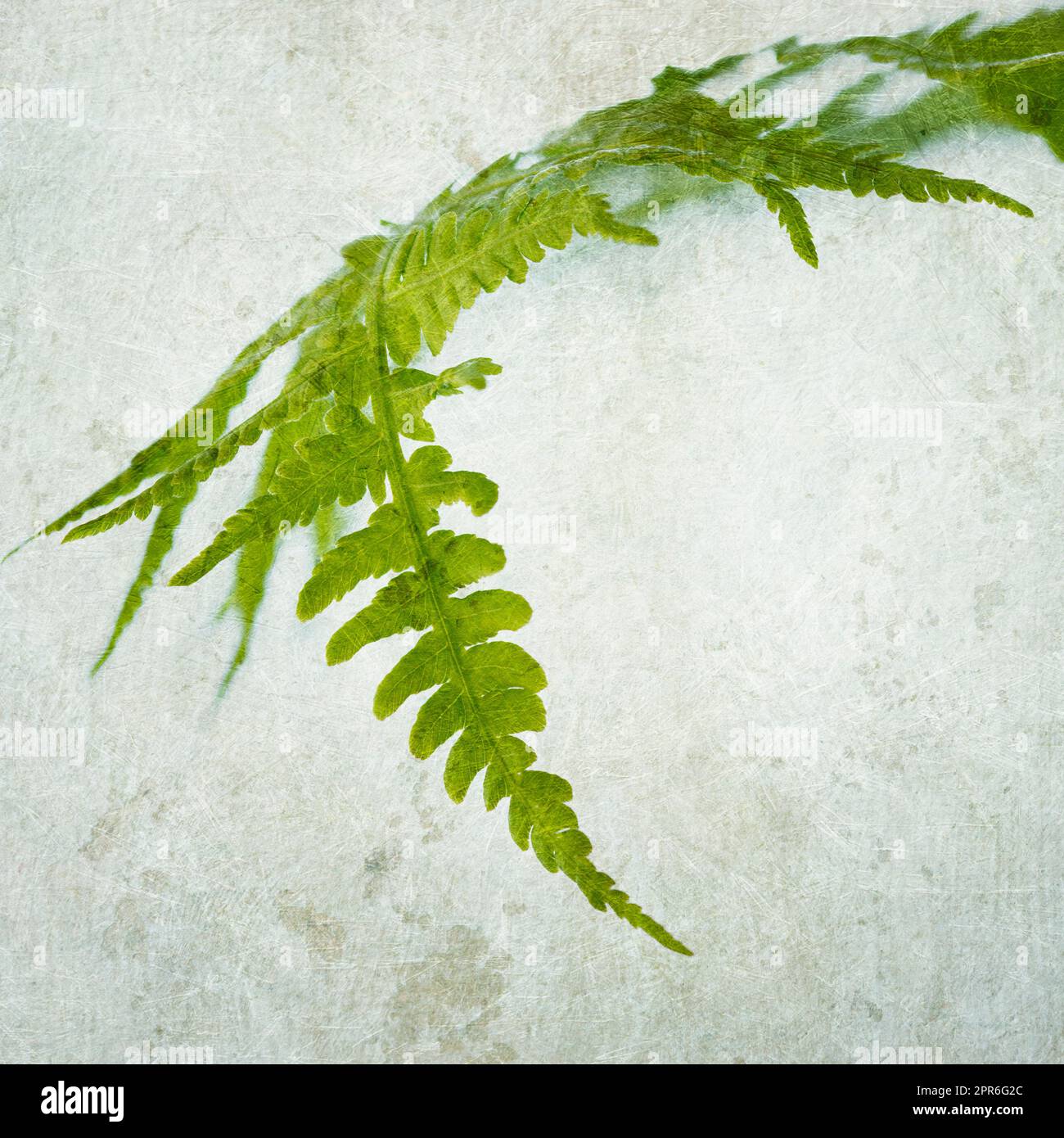 Fern leaf texture hi-res stock photography and images - Alamy