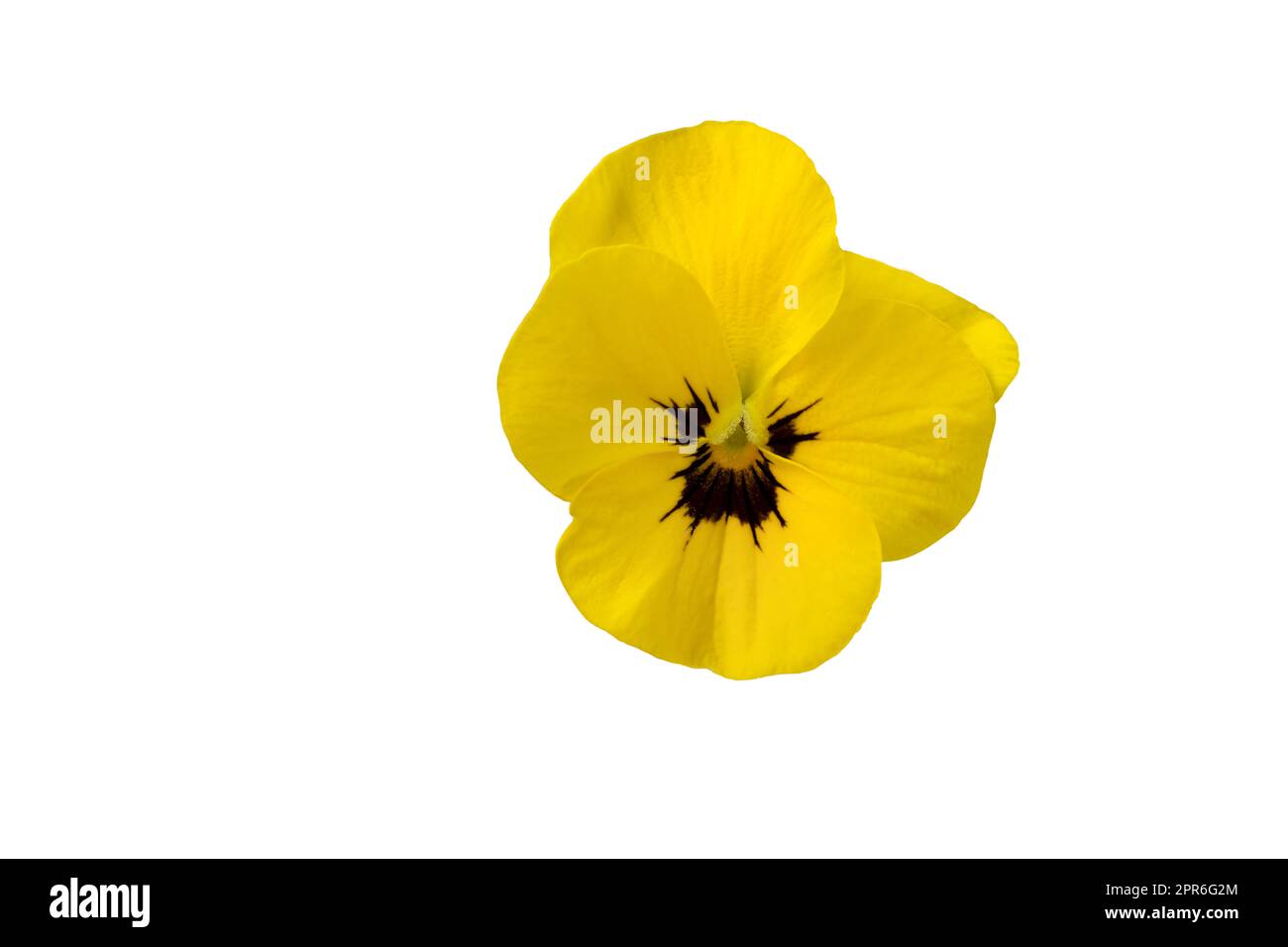 Viola cornuta isolated on white background Stock Photo - Alamy