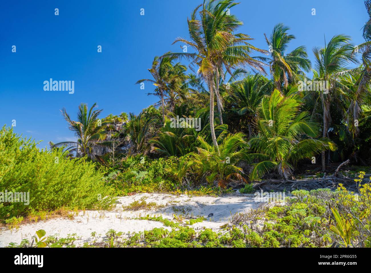 White sand beach with palms, temple of the descending god, Mayan Ruins ...