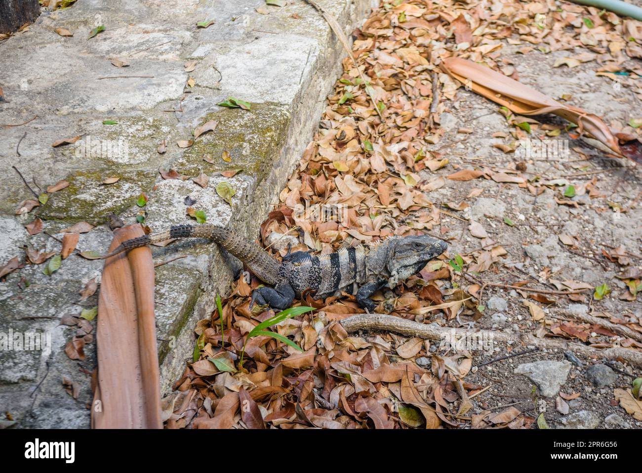 Gray iguana lizard sitting on the ground with leaves, Playa del Carmen ...